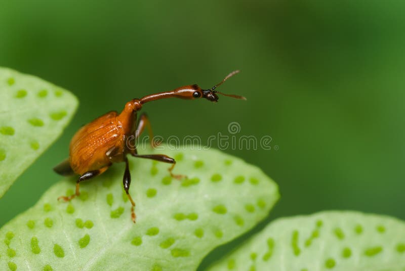 Long-necked Beetle/weevil Macro Stock Image - Image of wilderness ...