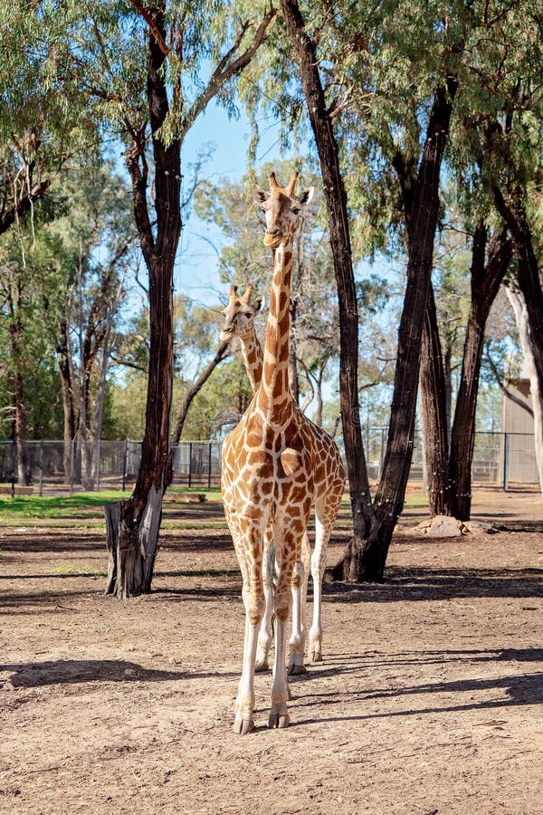 The Long Necked Giraffe stock photo. Image of africa - 148900146