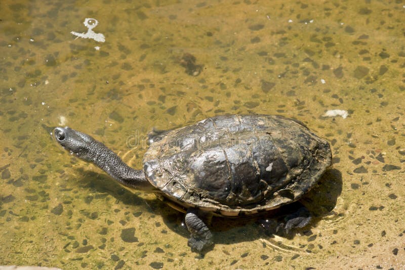 Long necked turtles stock image. Image of reptile, shell - 112780197
