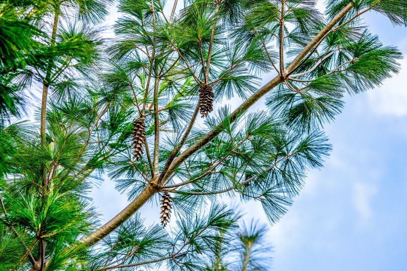 Long Needle Pine with Open Cones Stock Photo - Image of spring, open ...