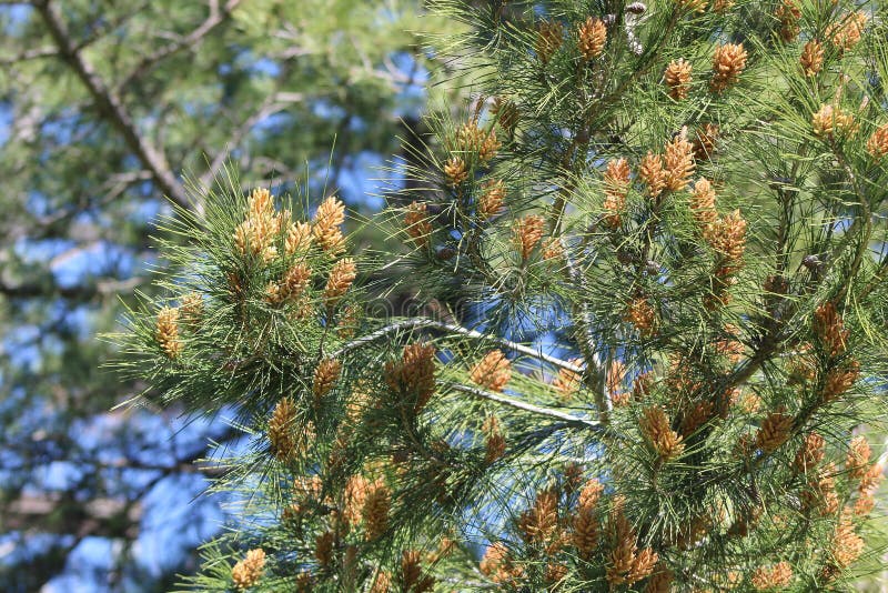 Long Needled Pine Stock Photos - Free & Royalty-Free Stock Photos from ...