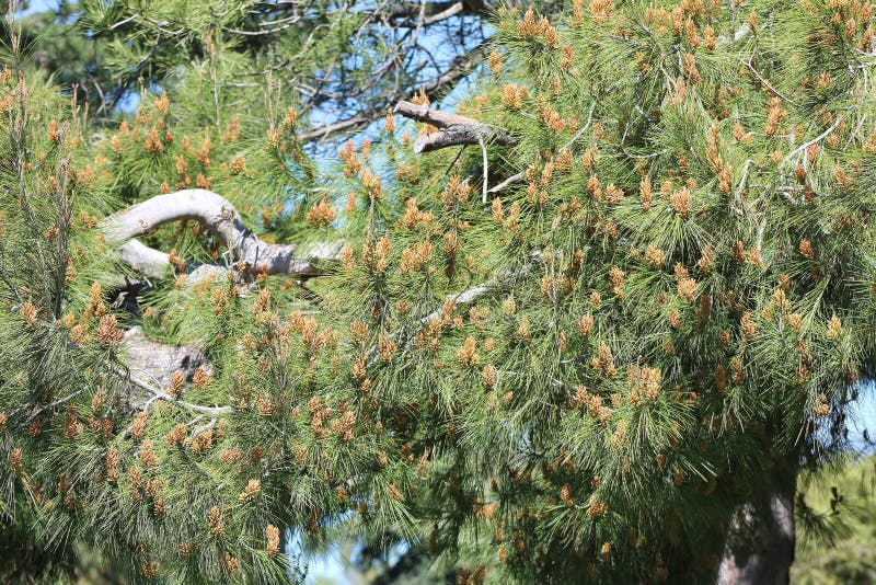 Long Needled Pine with Seed Pods Stock Photo - Image of pointing, long ...
