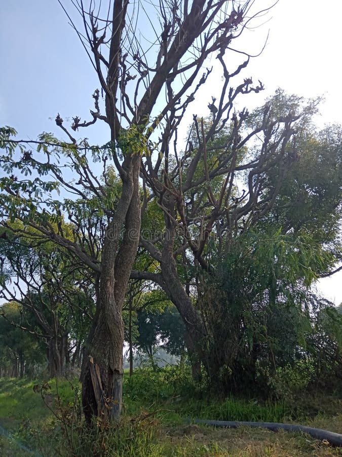 Long Neem Tree in a Indian Farm House Stock Photo - Image of indian ...