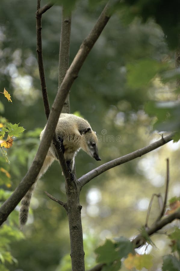 Long nose bear stock image. Image of brown, nose, costa - 16883719