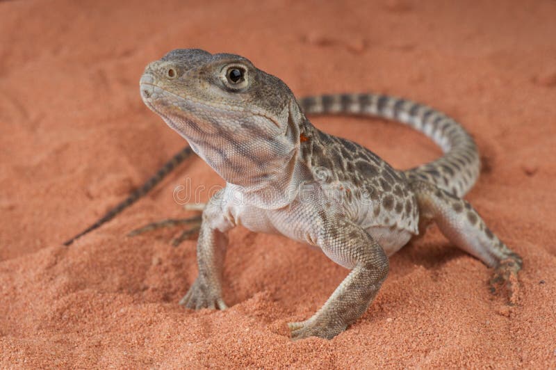 Long-nosed Leopard lizard stock photo. Image of united - 14798106