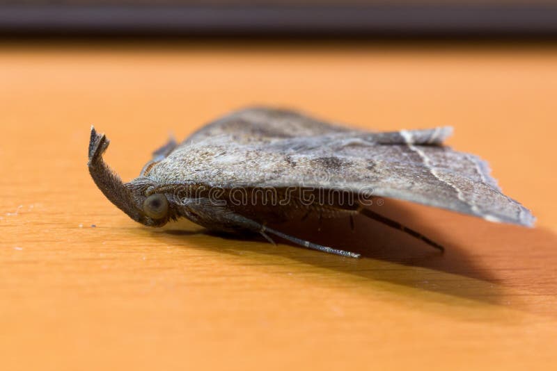 Long nosed moth stock image. Image of black, macro, wildlife - 28466729