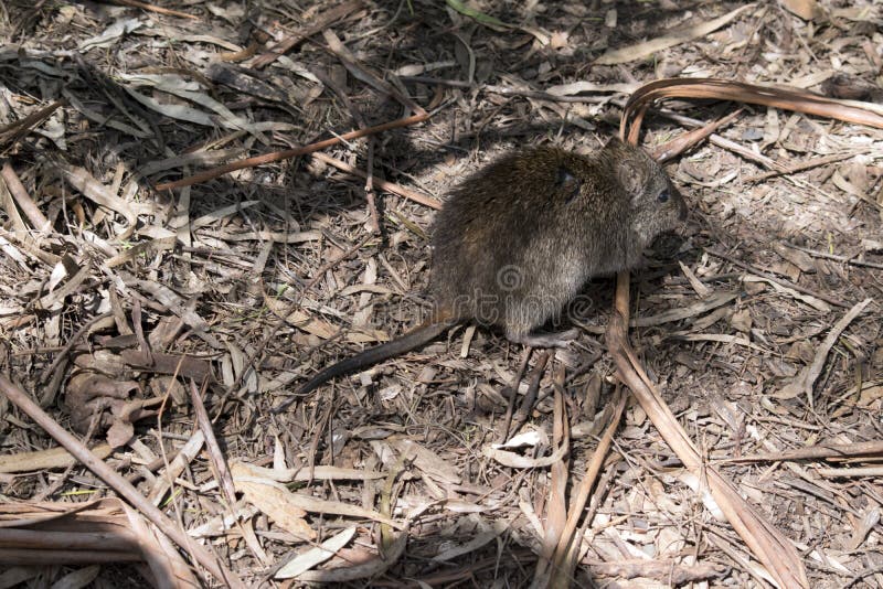 The Long Nosed Potoroo is Hiding in the Shadows Stock Image - Image of ...