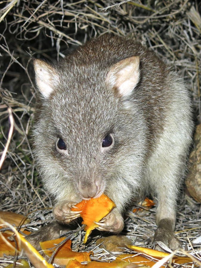 Long-nosed Potoroo stock photo. Image of grey, long, cute - 65757342