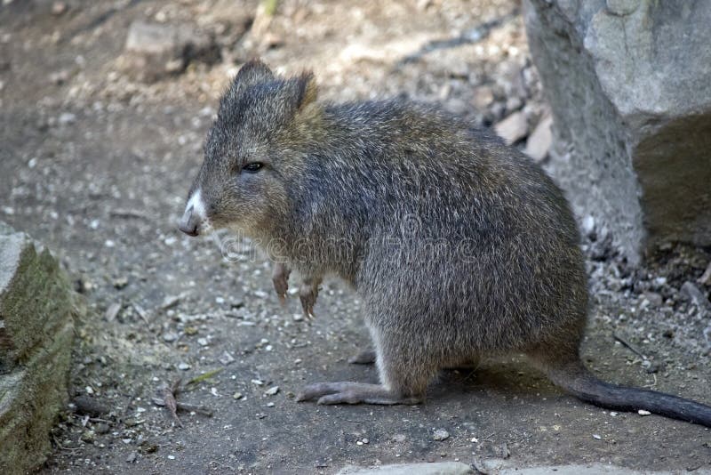 The Long Nosed Potoroo is a Small Marsupial Stock Image - Image of cute ...