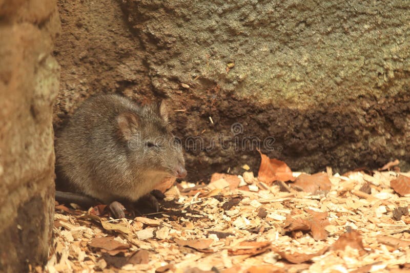 Long-nosed potoroo stock image. Image of animal, tridactylus - 312722183