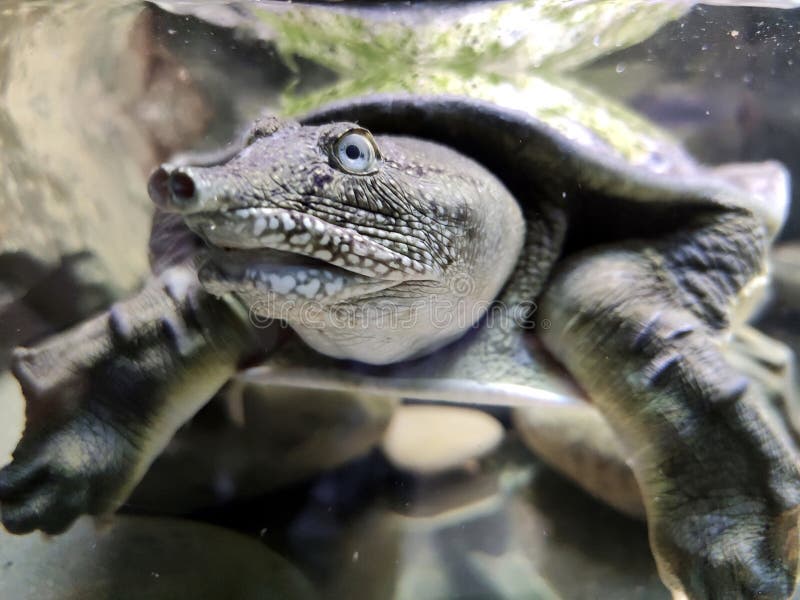 Long-nosed Turtle in Water from Close Range Stock Image - Image of ...