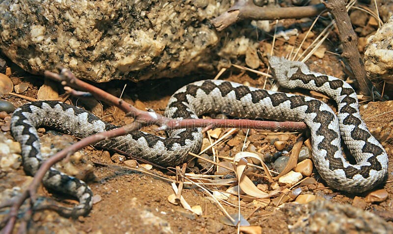 Long-nosed Viper 1 stock image. Image of venomous, crawl - 1898539