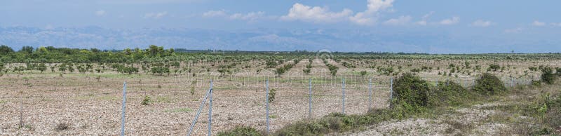 Long Olive Field Under the Blue Sky in Zadar, Croatia Stock Photo ...
