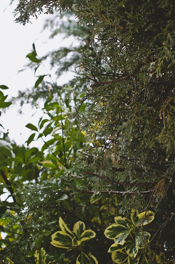 The Long Overgrown Juniper Tree and Forest Plants Stock Image - Image ...