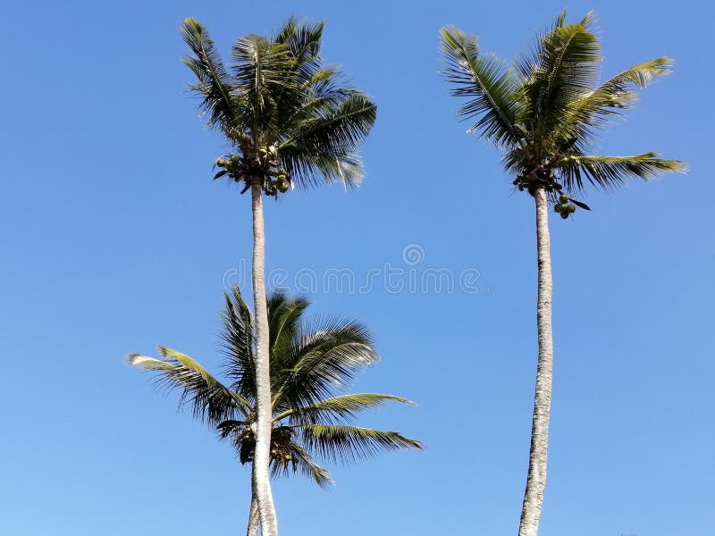 Long palm trees stock photo. Image of tree, food, trees - 200007650
