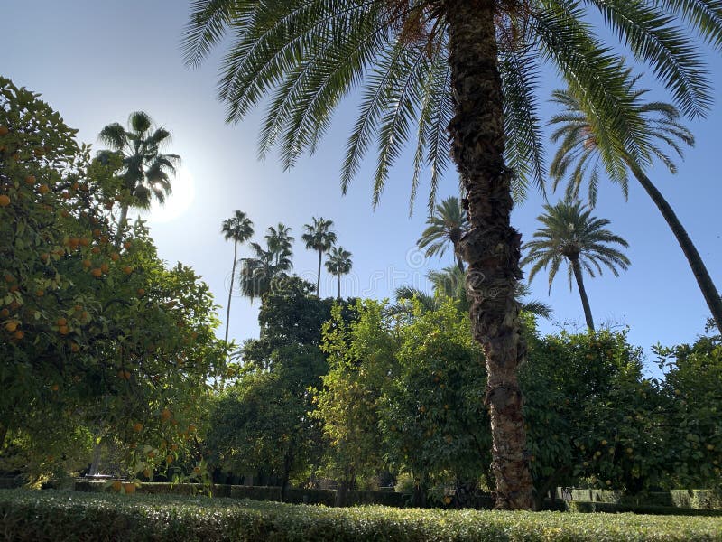 View of palm trees stock image. Image of spain, trees - 166854157