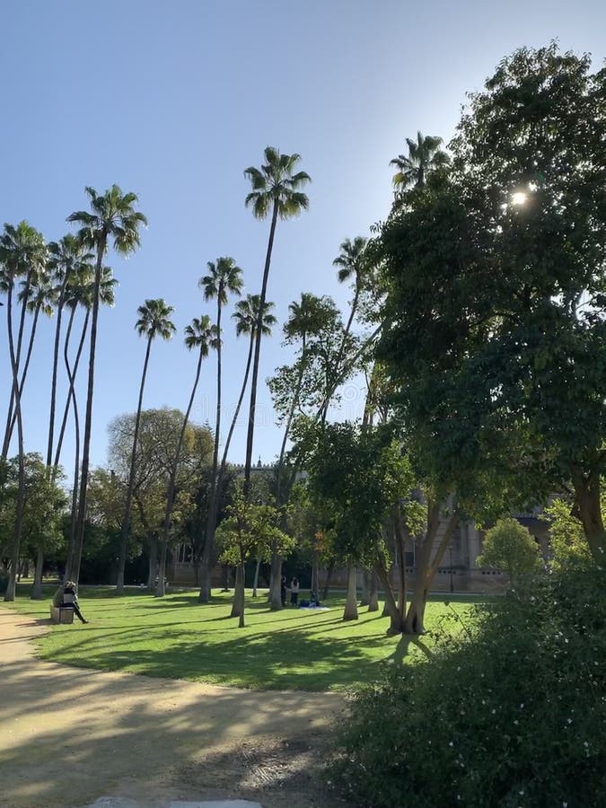 Long palm trees stock photo. Image of palm, seville - 166873888