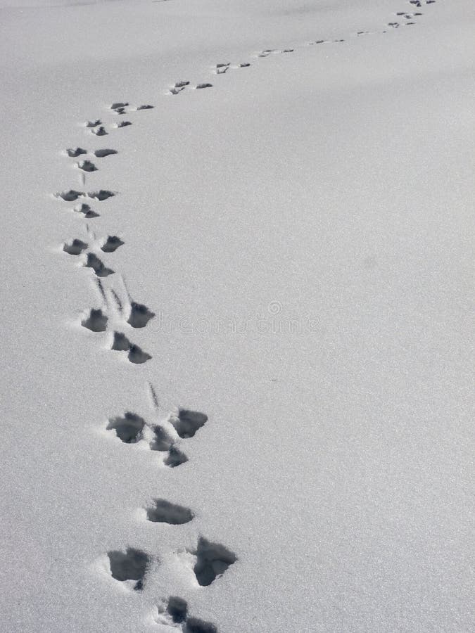 Path of Dog Traces on White Snow Top View Stock Photo - Image of long ...
