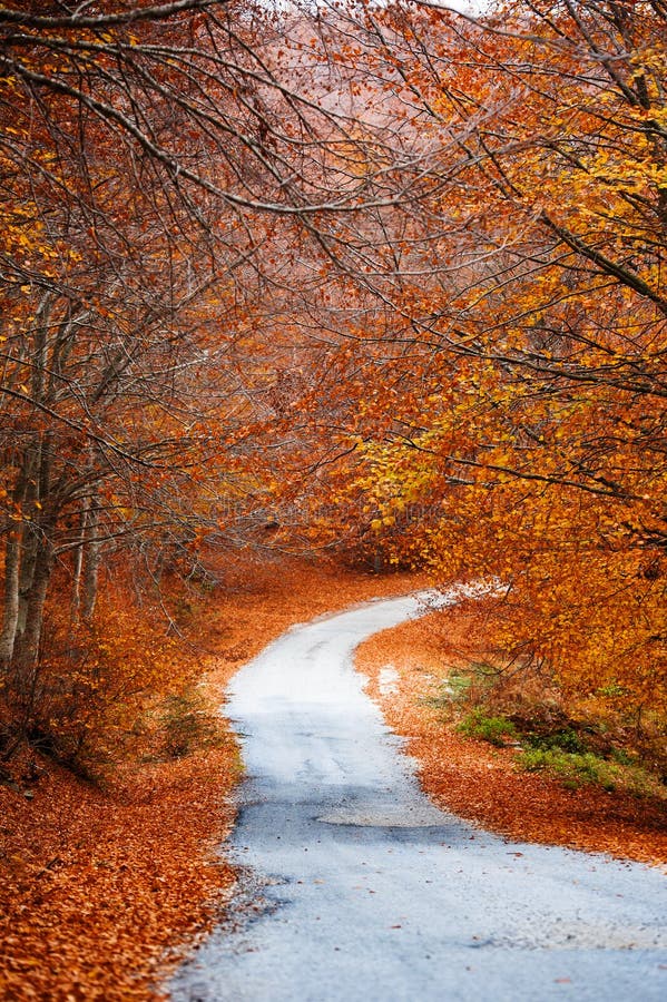 Long path of autumn colors stock image. Image of beautiful - 27919329
