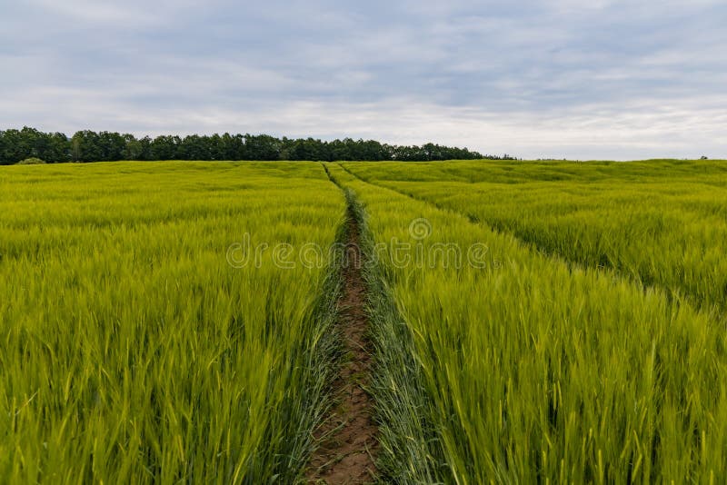 Long Path with Bushes and Fields Around in Mountains Stock Image ...