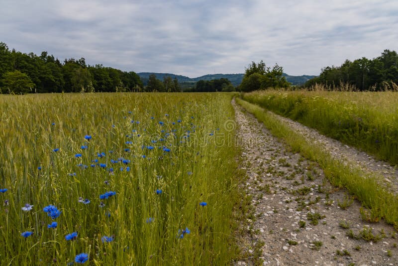 Long Path with Bushes and Fields Around in Mountains Stock Photo ...