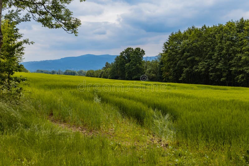 Long Path with Bushes and Fields Around in Mountains Stock Photo ...