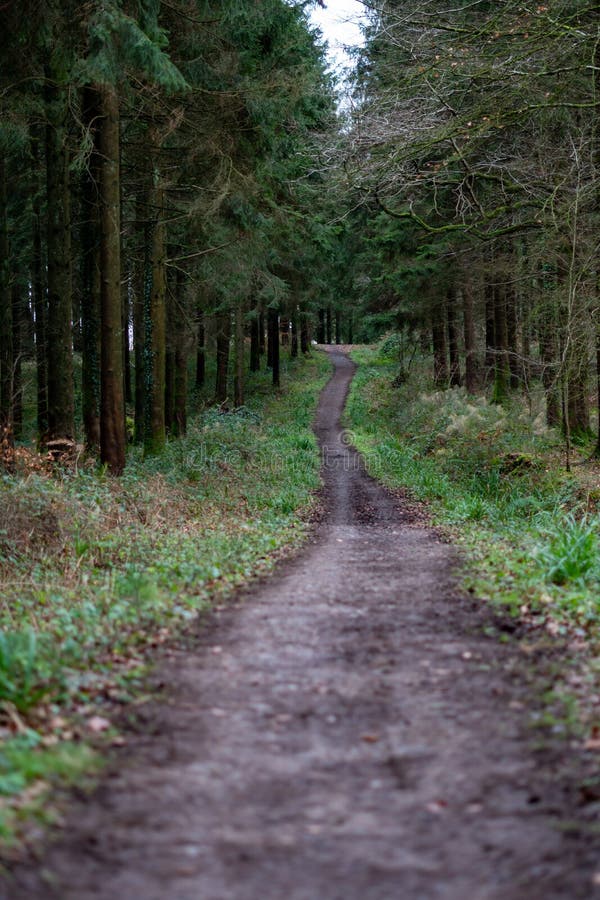 Long Path Deep into the Woods Stock Photo - Image of leaf, grass: 207276210