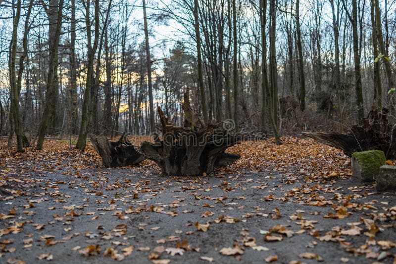 Long Path in Forest Full of Fallen Leaves and Old Tree Boughs Stock ...