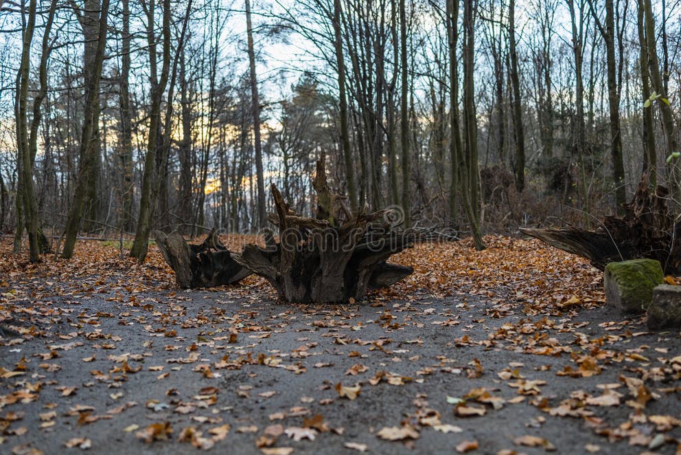 Long Path in Forest Full of Fallen Leaves and Old Tree Boughs Stock ...