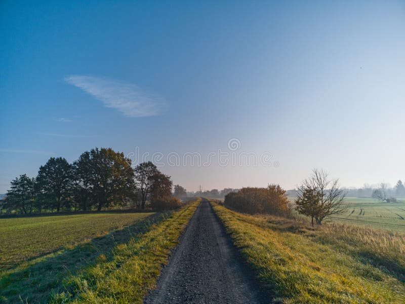 A Long Path True the Forest Whit Pine on Both Side Stock Image - Image ...