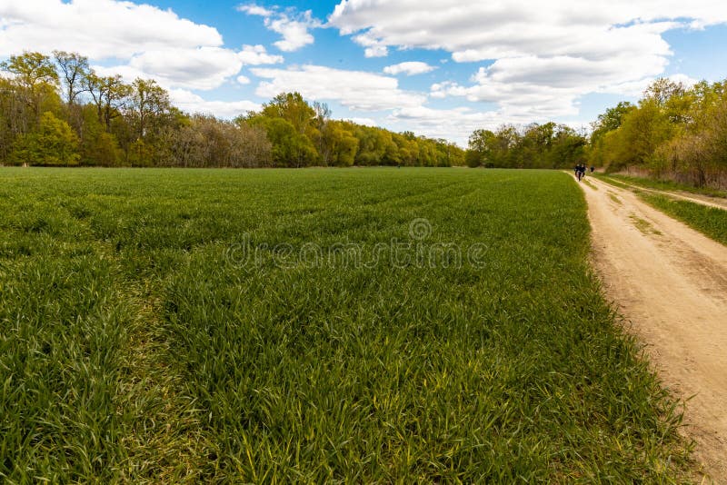 Long Path between High Trees and Fields Stock Image - Image of grass ...