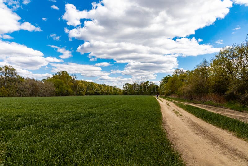 Long Path between High Trees and Fields Stock Photo - Image of ...