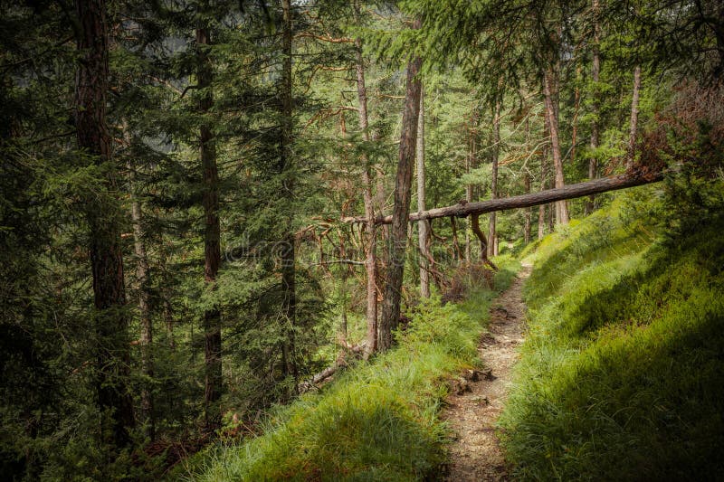 Long a Path Inside a Peaceful Forest , No People Around Stock Photo ...