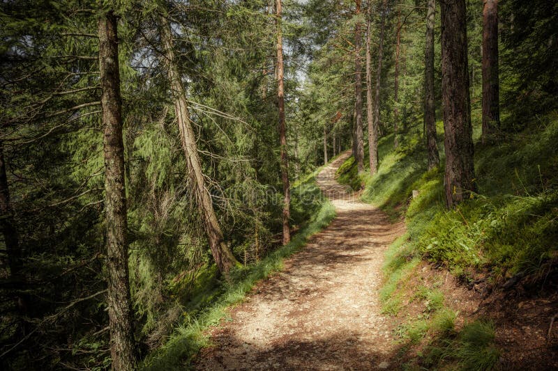 Long a Path Inside a Peaceful Forest , No People Around Stock Image ...