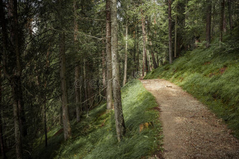 Long a Path Inside a Peaceful Forest , No People Around Stock Image ...