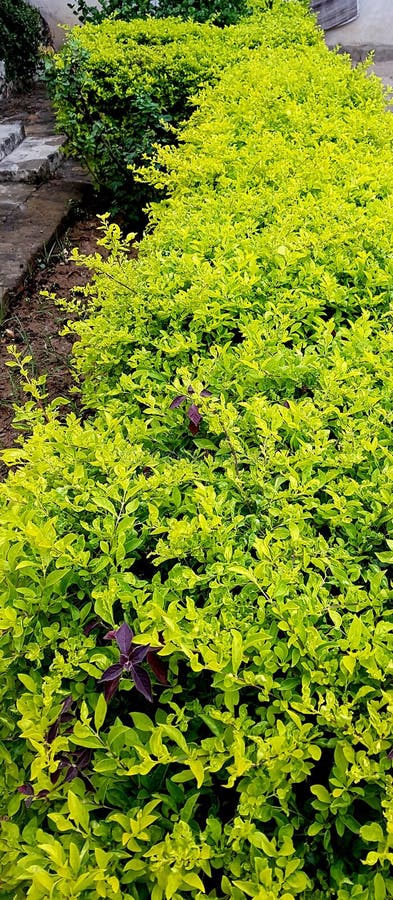 Long path of light greens stock photo. Image of long - 132752728