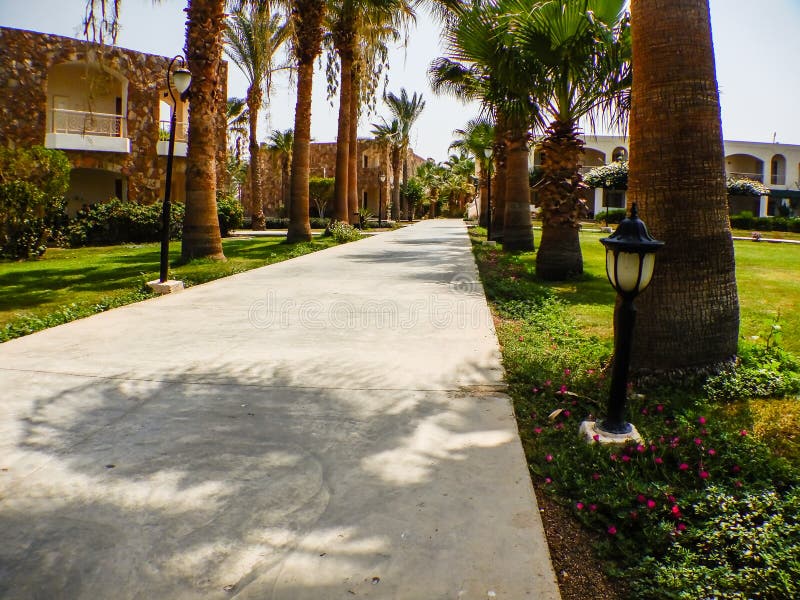 Long Path between Palm Trees and Houses on Vacation Stock Photo - Image ...