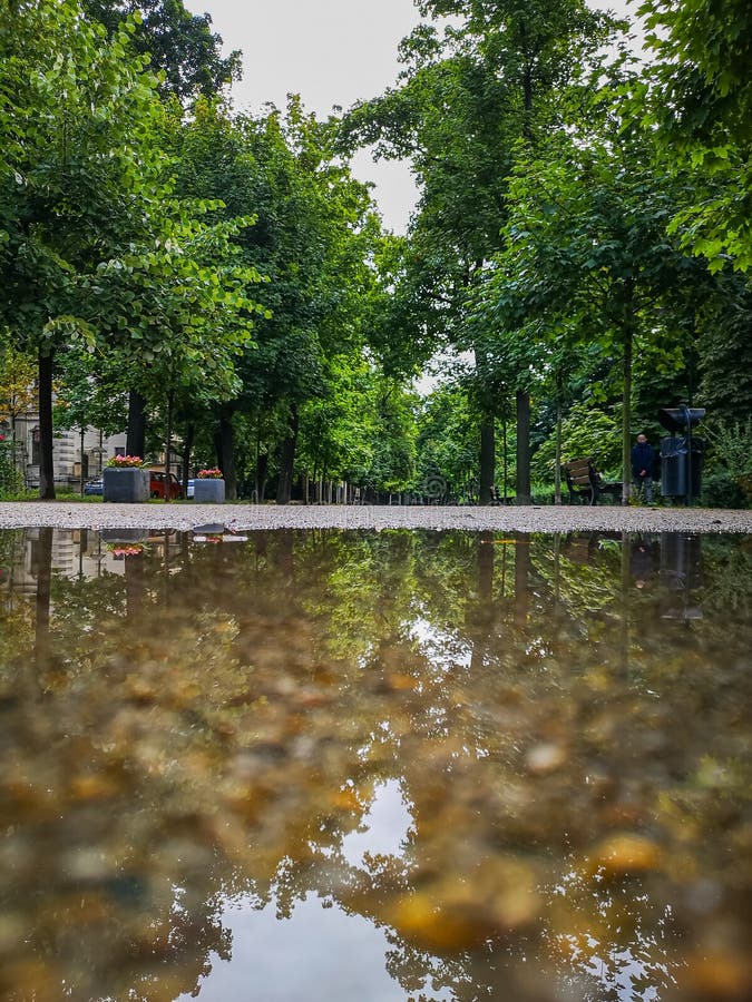 Long Path in Park between Trees Reflected in Puddle Stock Image - Image ...