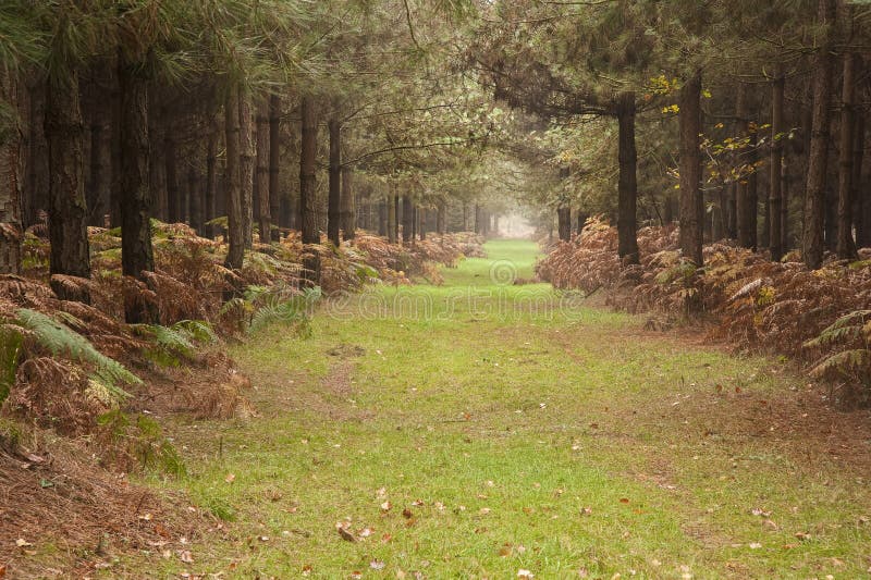 Long Path through Pine Tree Forest in Autumn Fall Stock Photo - Image ...