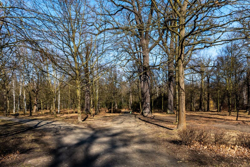 Long Path in Small Park with Trees without Leafs Stock Photo - Image of ...