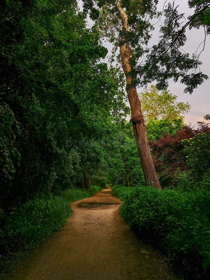 Long Path with Small Puddle in Forest between Trees and Bushes Stock ...