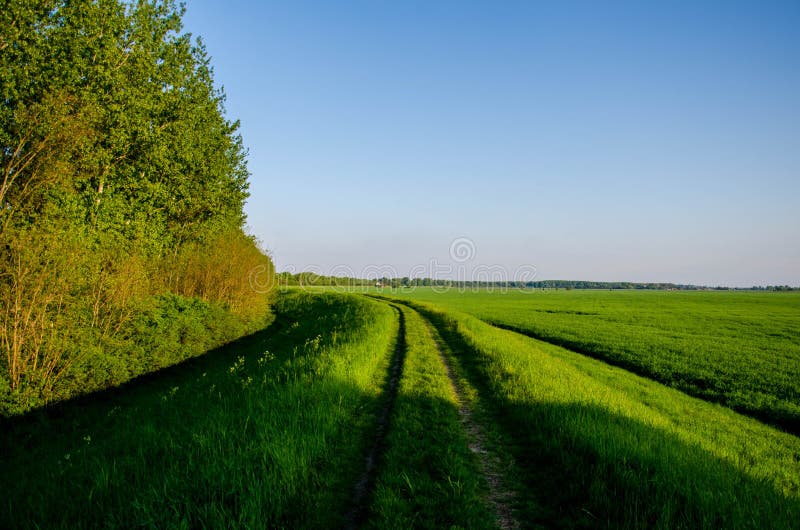 Long path to forest stock image. Image of plant, long - 96710985