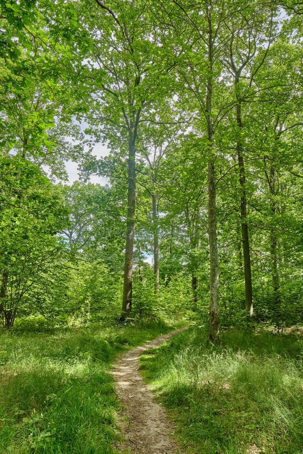 A Path in To the Forest on a Sunny Day Stock Image - Image of branches ...