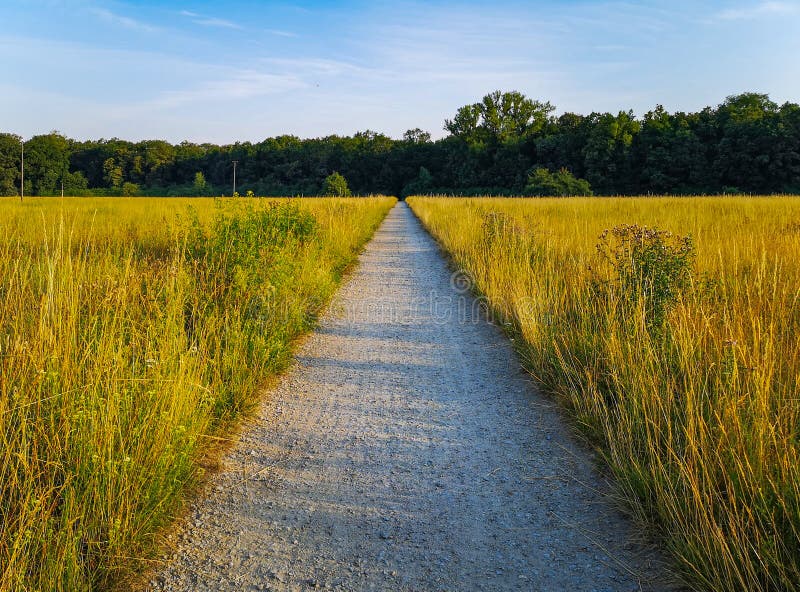 Long Path To Forest between Yellow Fields Stock Photo - Image of poland ...