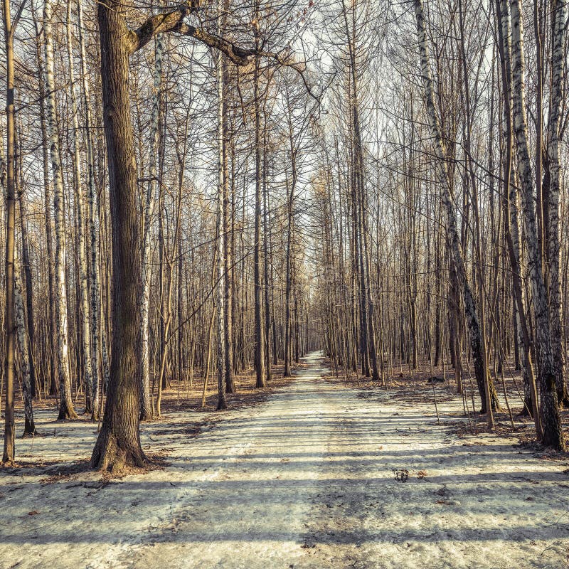 A Long Path True the Forest Whit Pine on Both Side Stock Image - Image ...