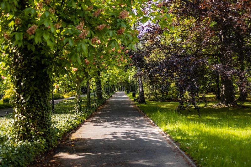 Long Path with Trees and Bushes and Benches Stock Image - Image of road ...
