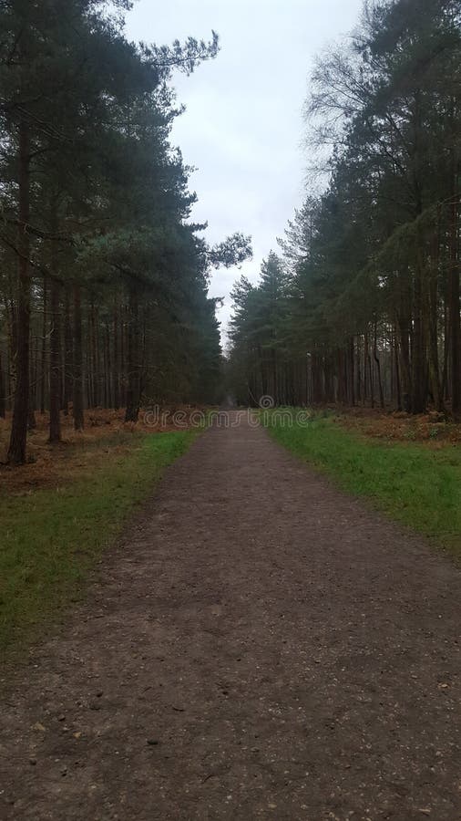 A Long Path with Trees on Either Side Stock Photo - Image of ...