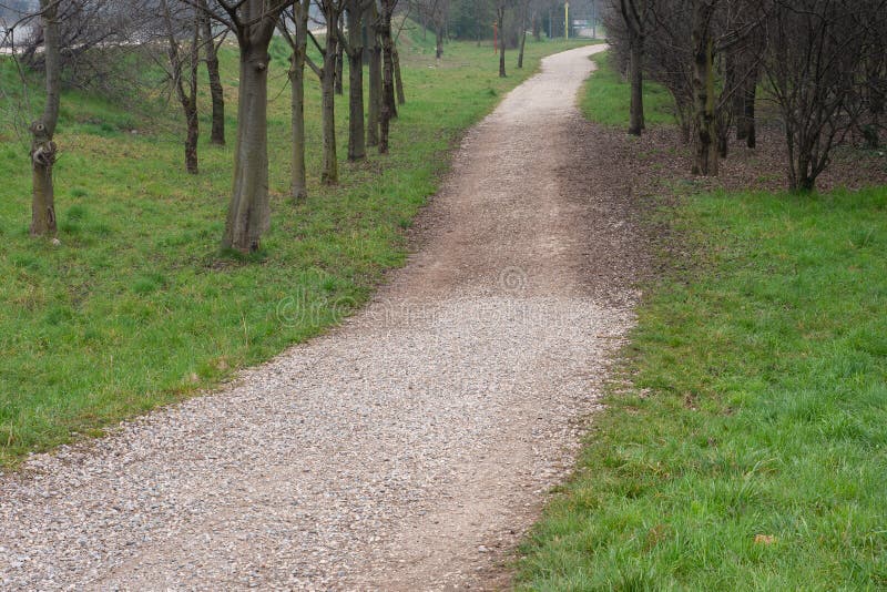 Long Path among Trees with Thin Trunk and Green Field Stock Photo ...