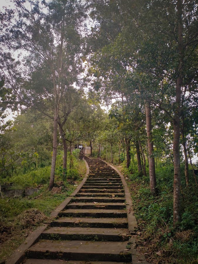 A Long Path through the Trees To the Mountains Via Steps Stock Photo ...