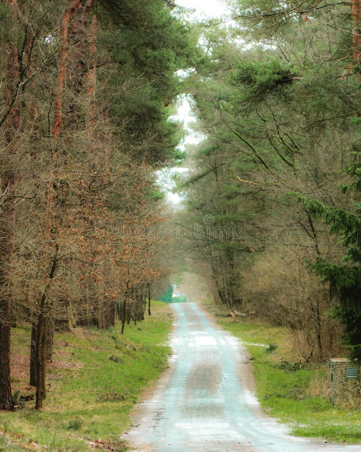 Long Path stock image. Image of path, long, forrest - 113513131